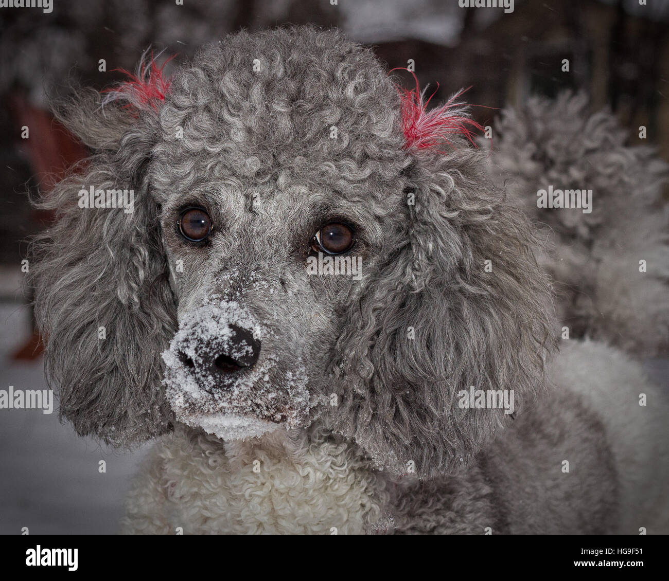 Poodle standard -Fotos und -Bildmaterial in hoher Auflösung – Alamy
