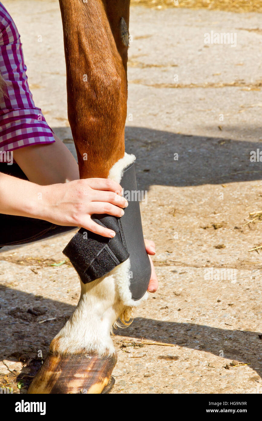 Pferdebein kastanie -Fotos und -Bildmaterial in hoher Auflösung – Alamy