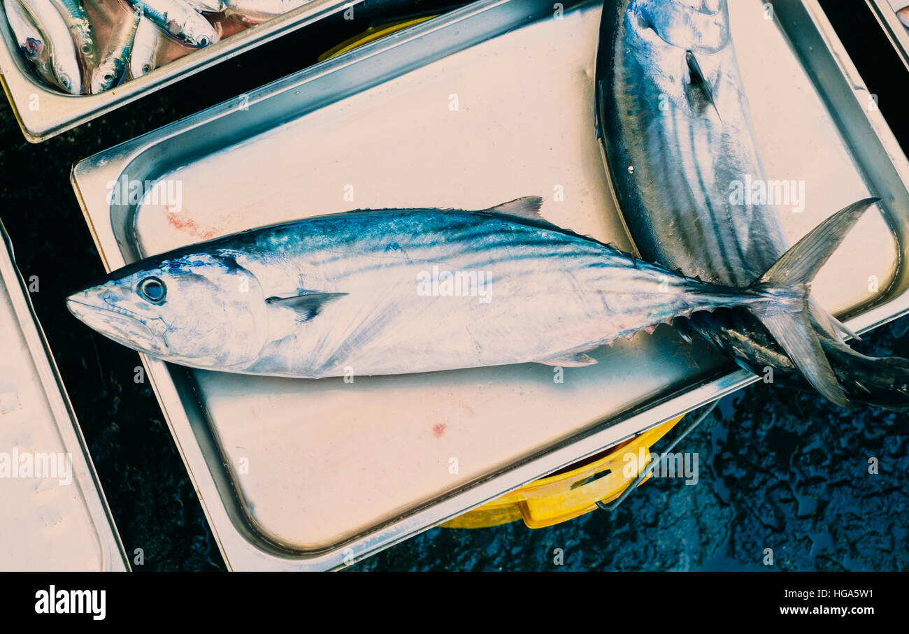 Palamita thunfisch -Fotos und -Bildmaterial in hoher Auflösung – Alamy
