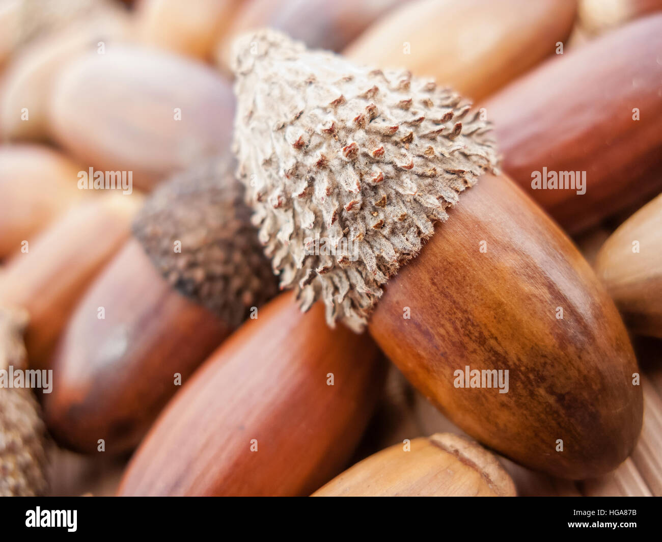 Nahaufnahme eicheln -Fotos und -Bildmaterial in hoher Auflösung – Alamy