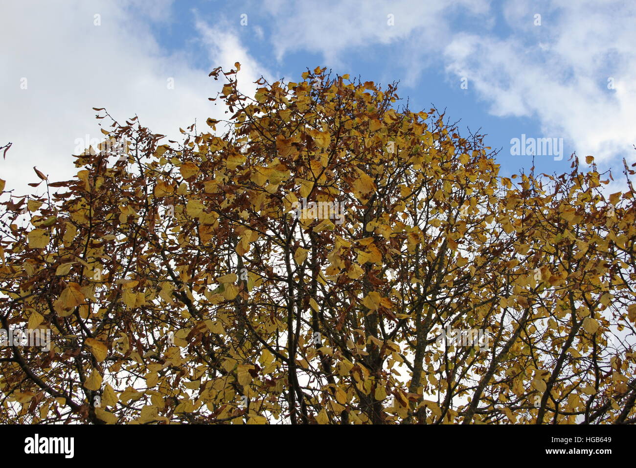 Walnussbaum im herbst -Fotos und -Bildmaterial in hoher Auflösung – Alamy