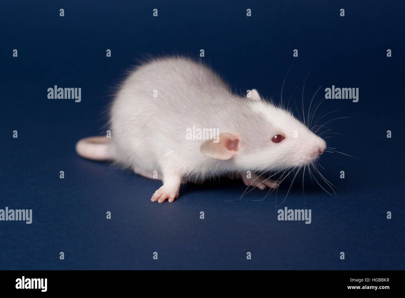 Schicke ratte -Fotos und -Bildmaterial in hoher Auflösung – Alamy