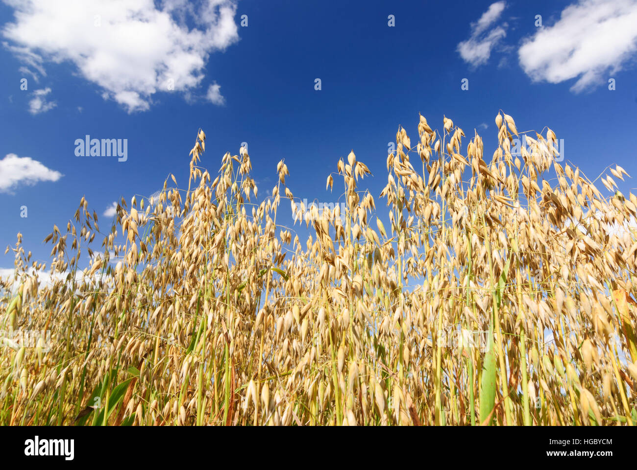 Oats field -Fotos und -Bildmaterial in hoher Auflösung – Alamy