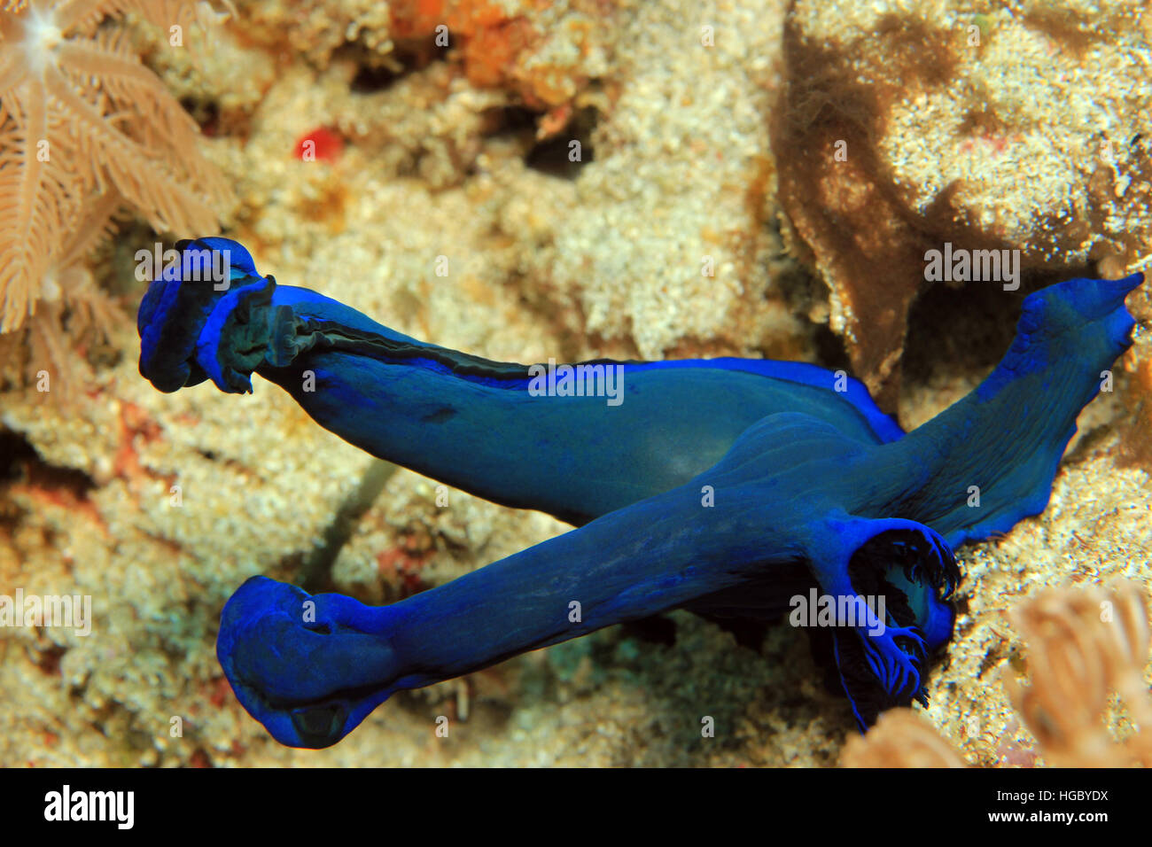 Nacktschnecken paarung -Fotos und -Bildmaterial in hoher Auflösung – Alamy