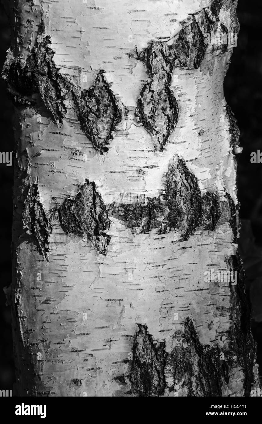 Birke in schwarz und weiß mit tiefen Rillen und Textur Stockfotografie ...