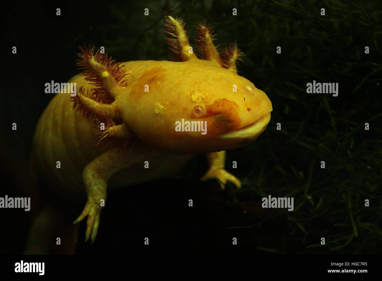 Mexican salamander mexican axolotl -Fotos und -Bildmaterial in hoher ...