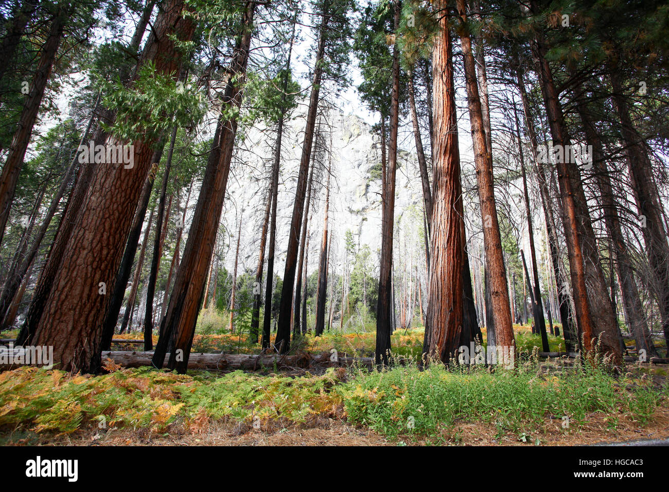 Boole tree kings canyon national -Fotos und -Bildmaterial in hoher ...
