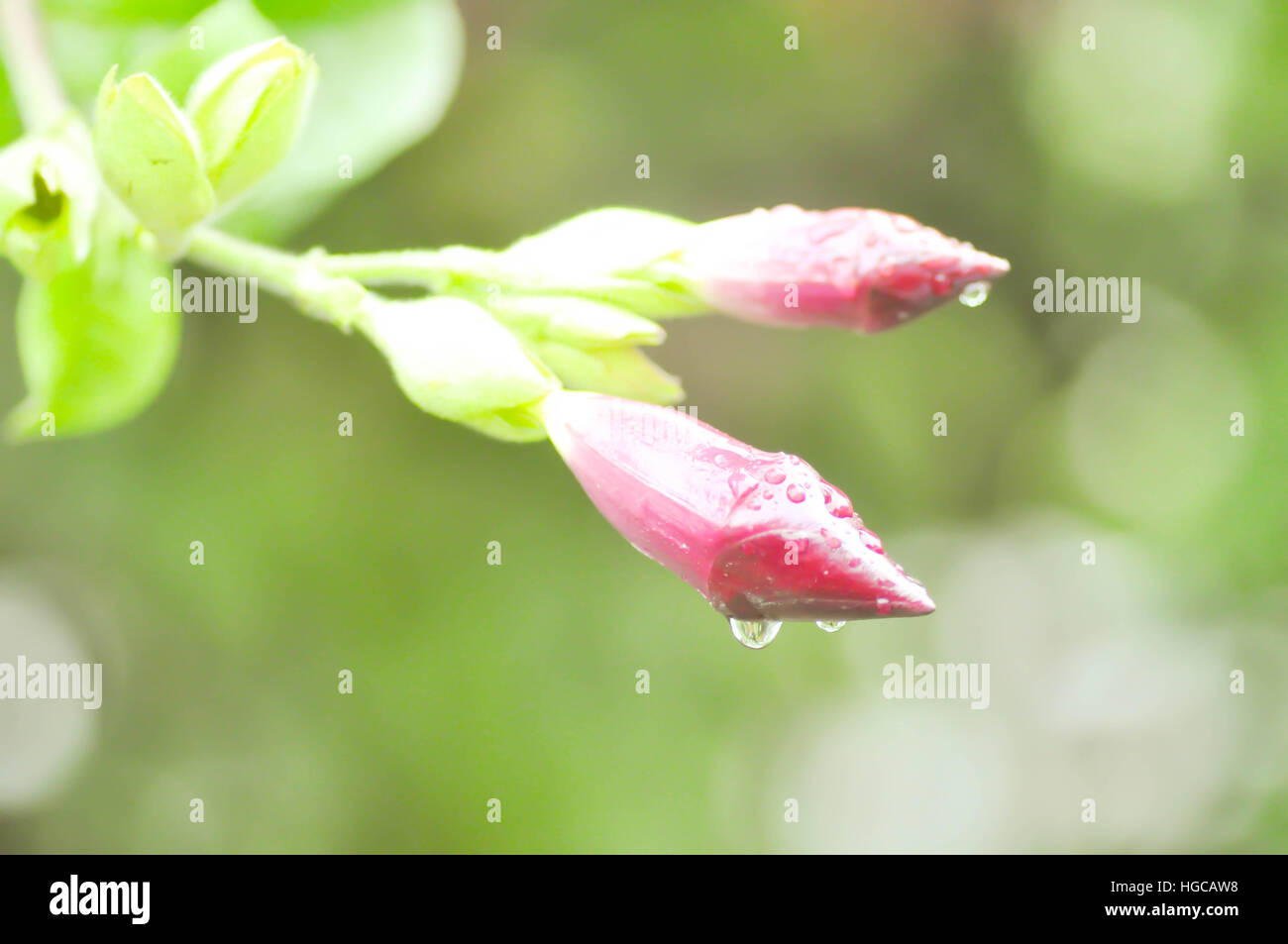 Alice du pont -Fotos und -Bildmaterial in hoher Auflösung – Alamy