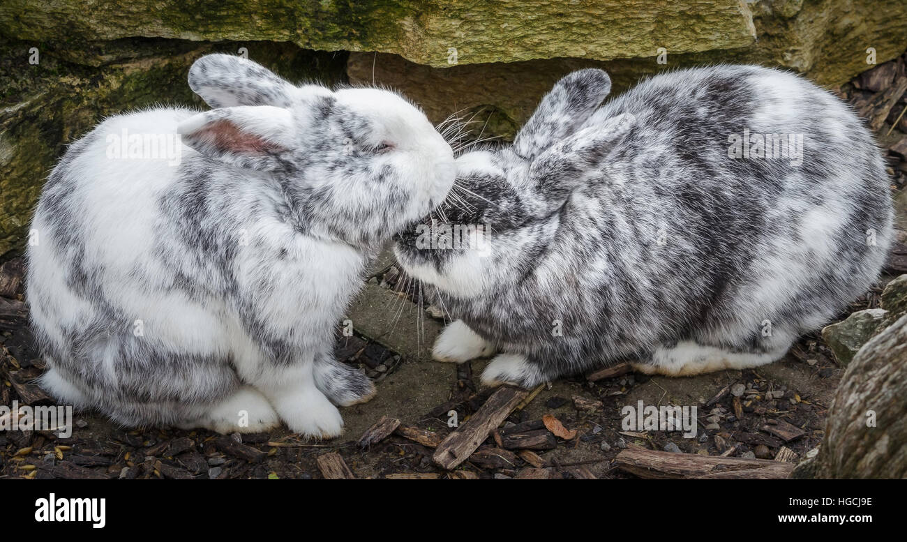 Schwarz weiß kaninchen -Fotos und -Bildmaterial in hoher Auflösung – Alamy