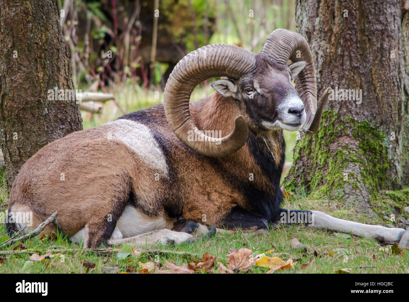 Widder tier -Fotos und -Bildmaterial in hoher Auflösung – Alamy