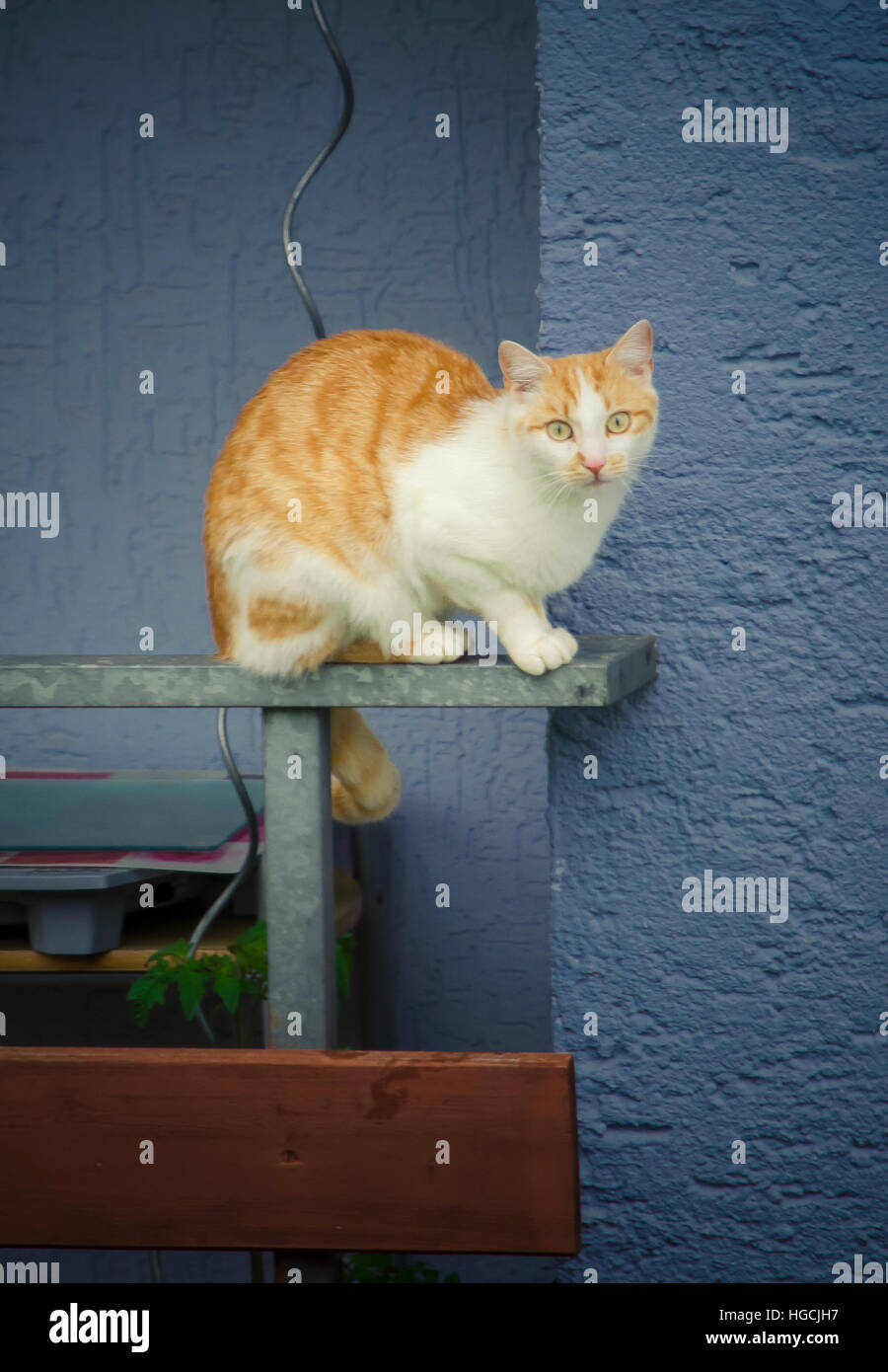 Sitzende katze -Fotos und -Bildmaterial in hoher Auflösung – Alamy