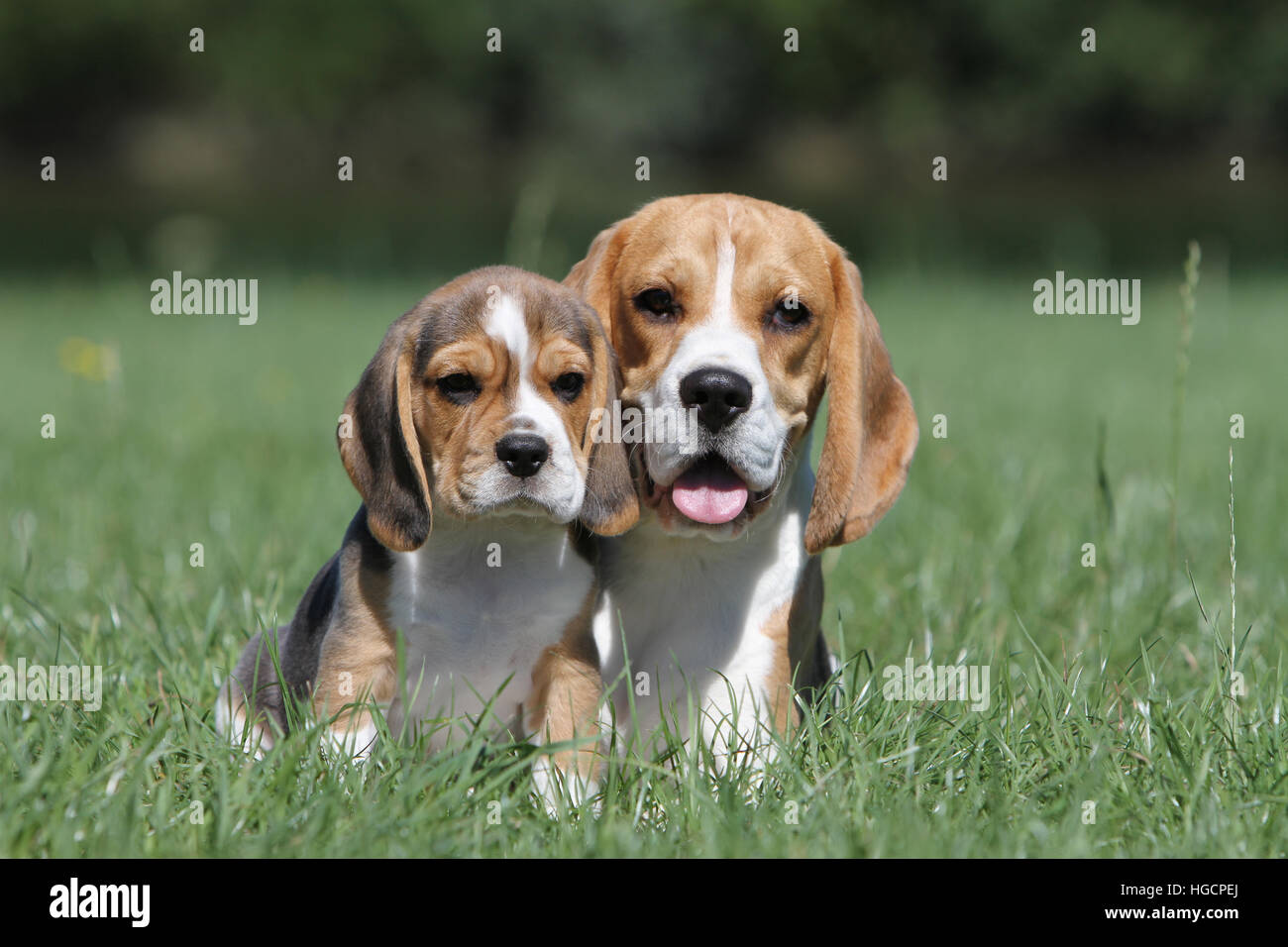 Hund Beagle Erwachsene und Welpen sitzen auf einer Wiese ...