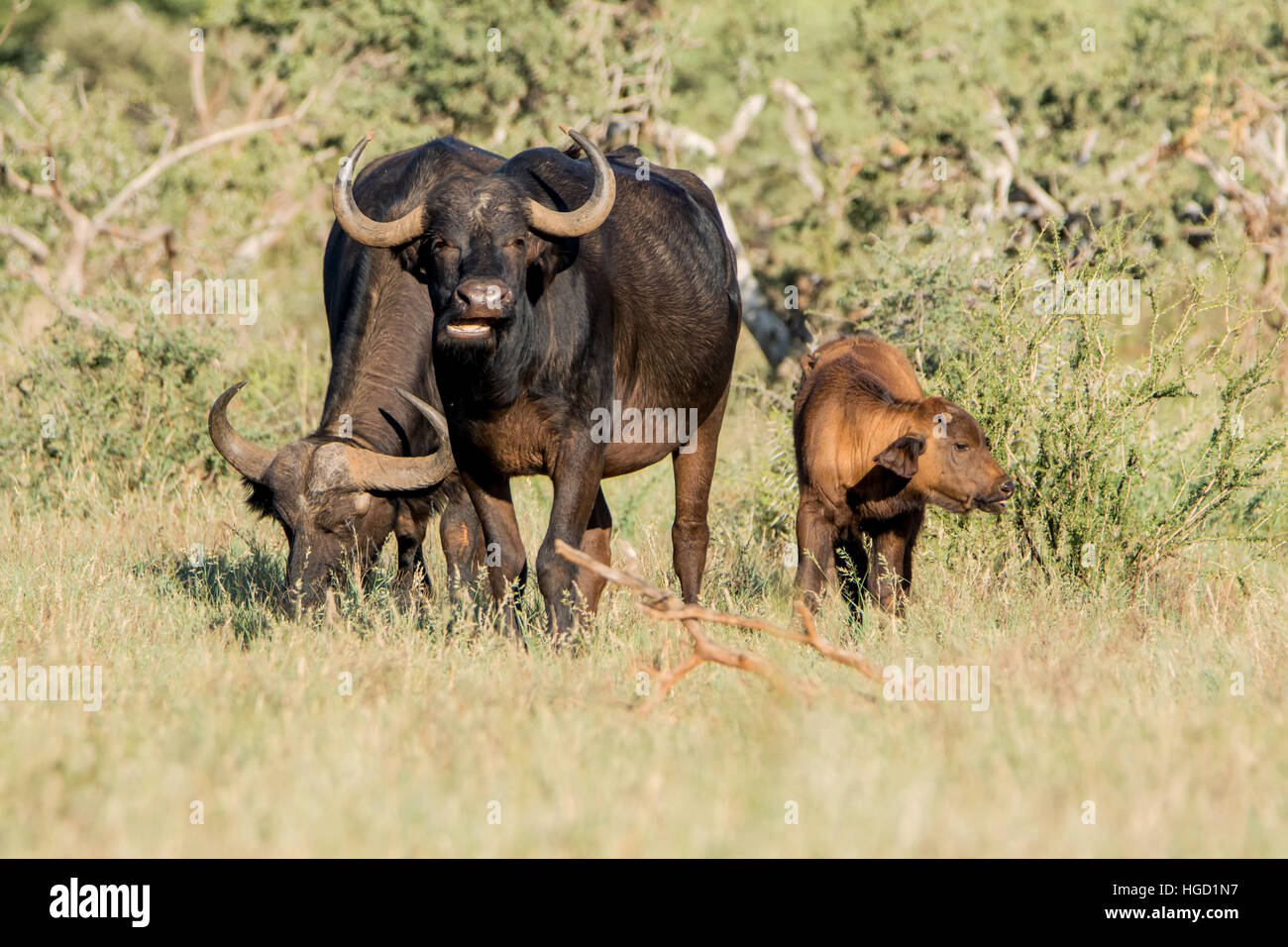 African buffalo baby -Fotos und -Bildmaterial in hoher Auflösung – Alamy