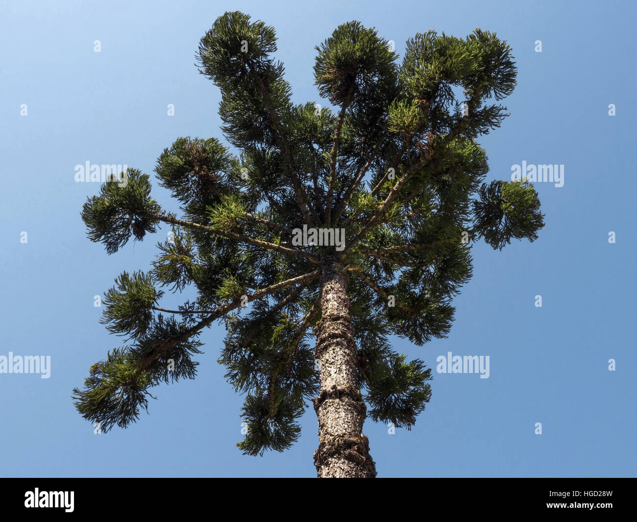 Baum der Araukarie (Araucaria Angustifolia Stockfotografie - Alamy