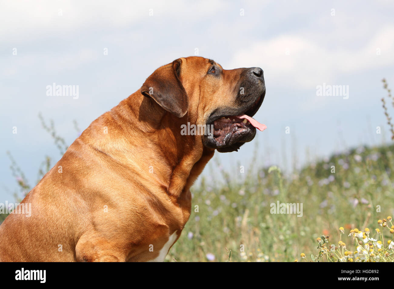 Tosa Inu Stockfotos und -bilder Kaufen - Alamy