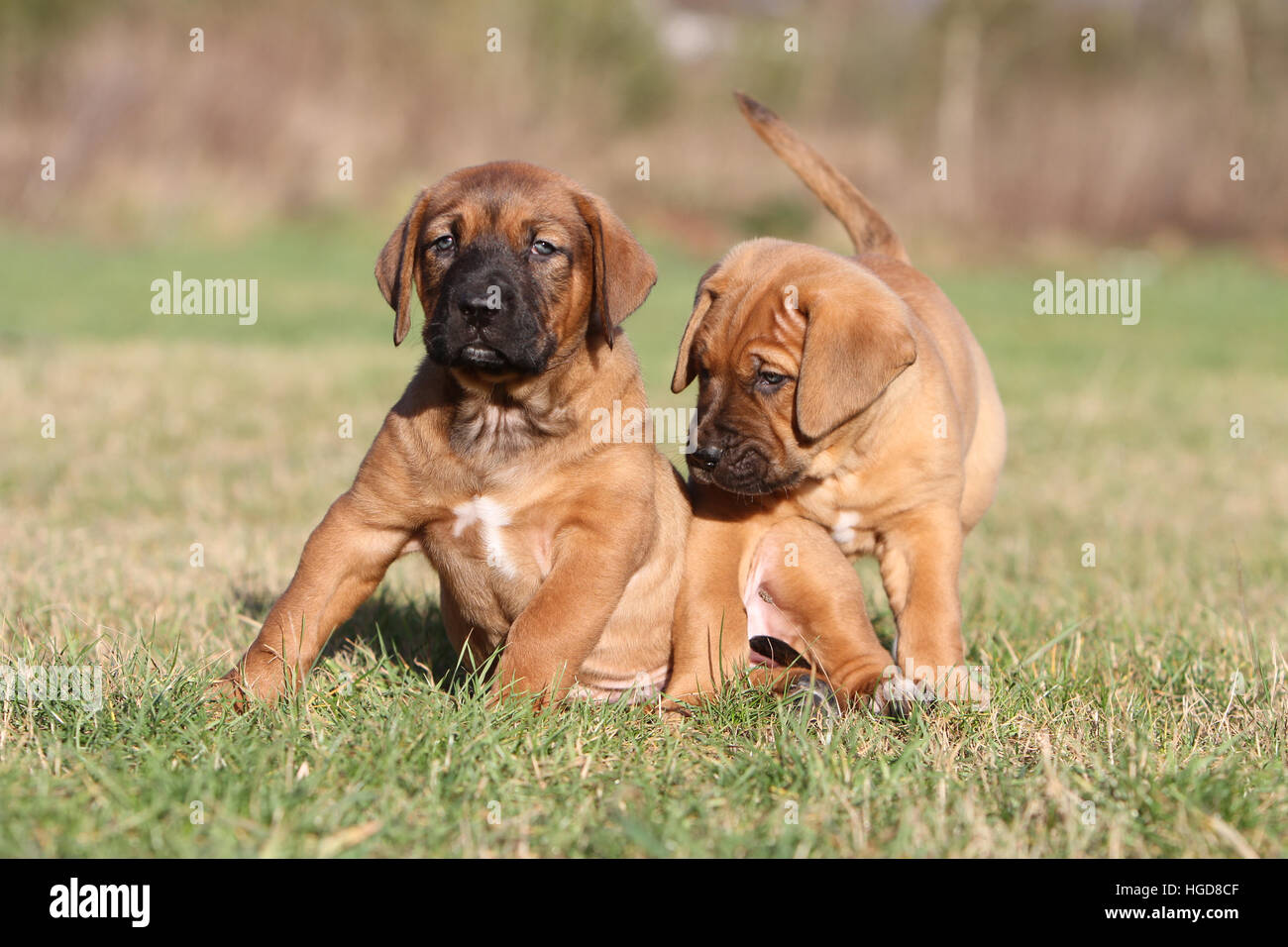 Tosa Inu / japanischer Mastiff zwei Welpen Hund zu spielen, auf einer ...