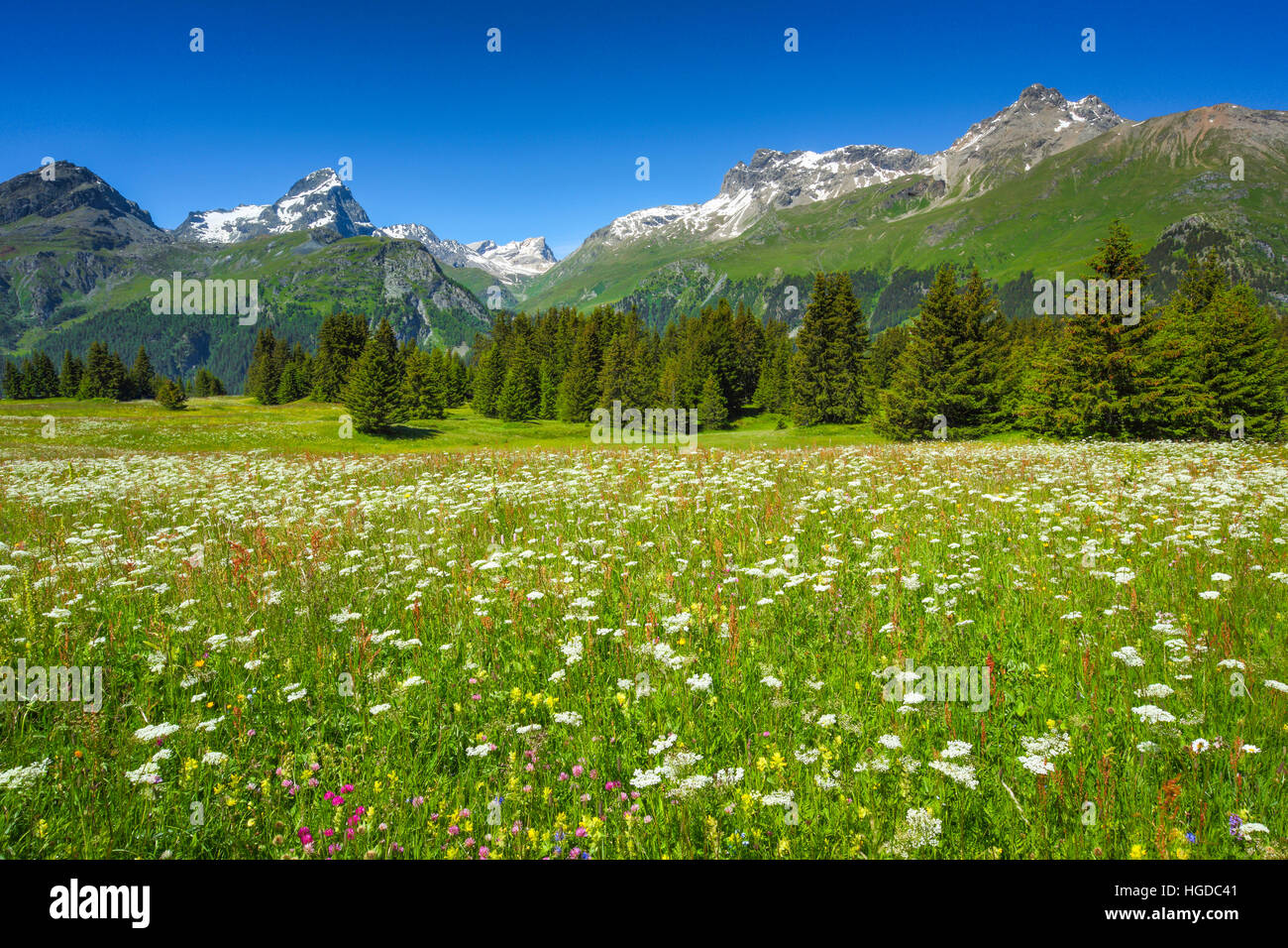 Alp Flix, Graubünden, Schweiz Stockfotografie - Alamy