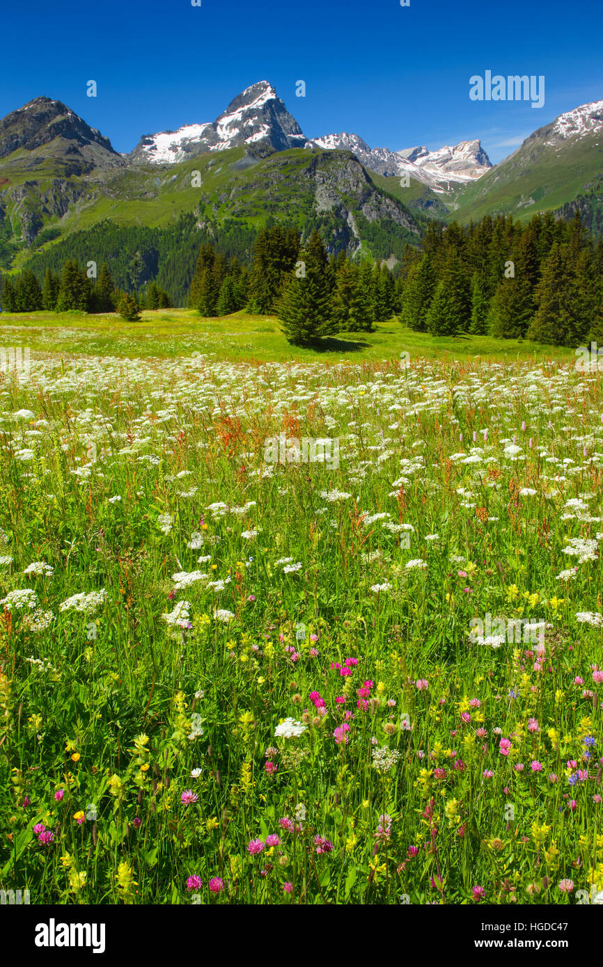 Alp Flix, Graubünden, Schweiz Stockfotografie - Alamy
