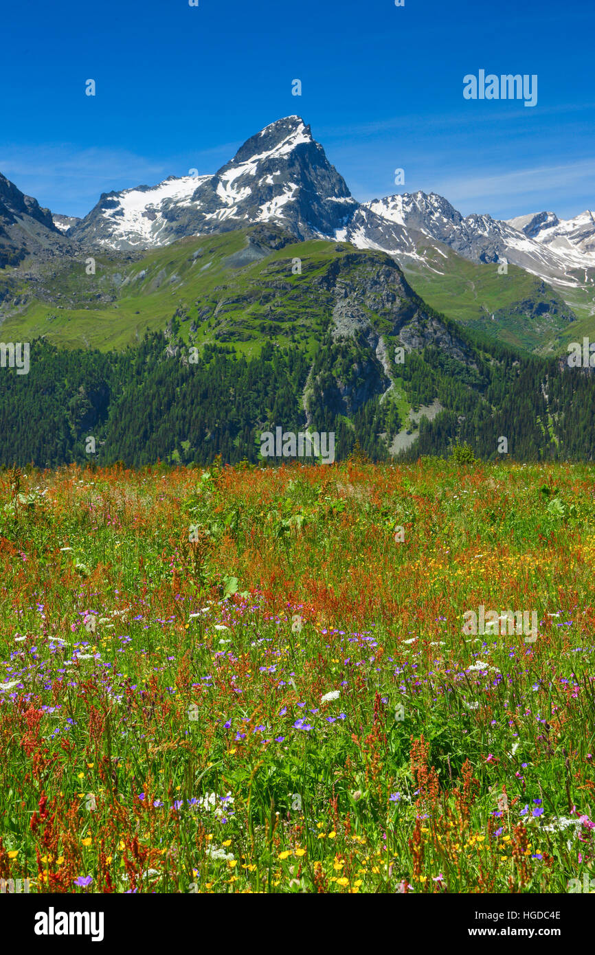 Alp Flix, Graubünden, Schweiz Stockfotografie - Alamy