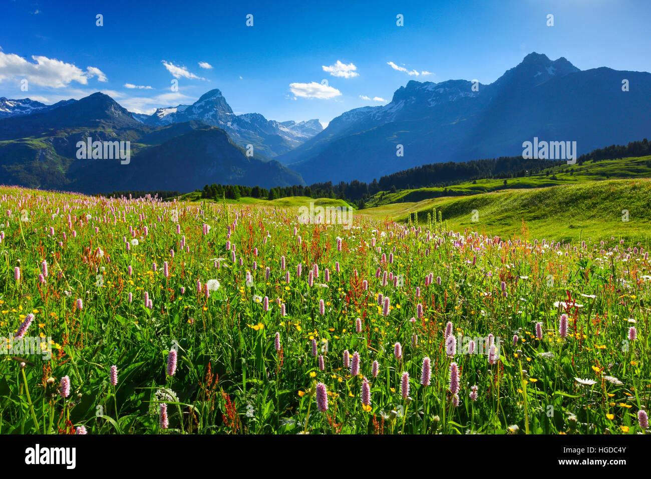 Alp Flix, Graubünden, Schweiz Stockfotografie - Alamy