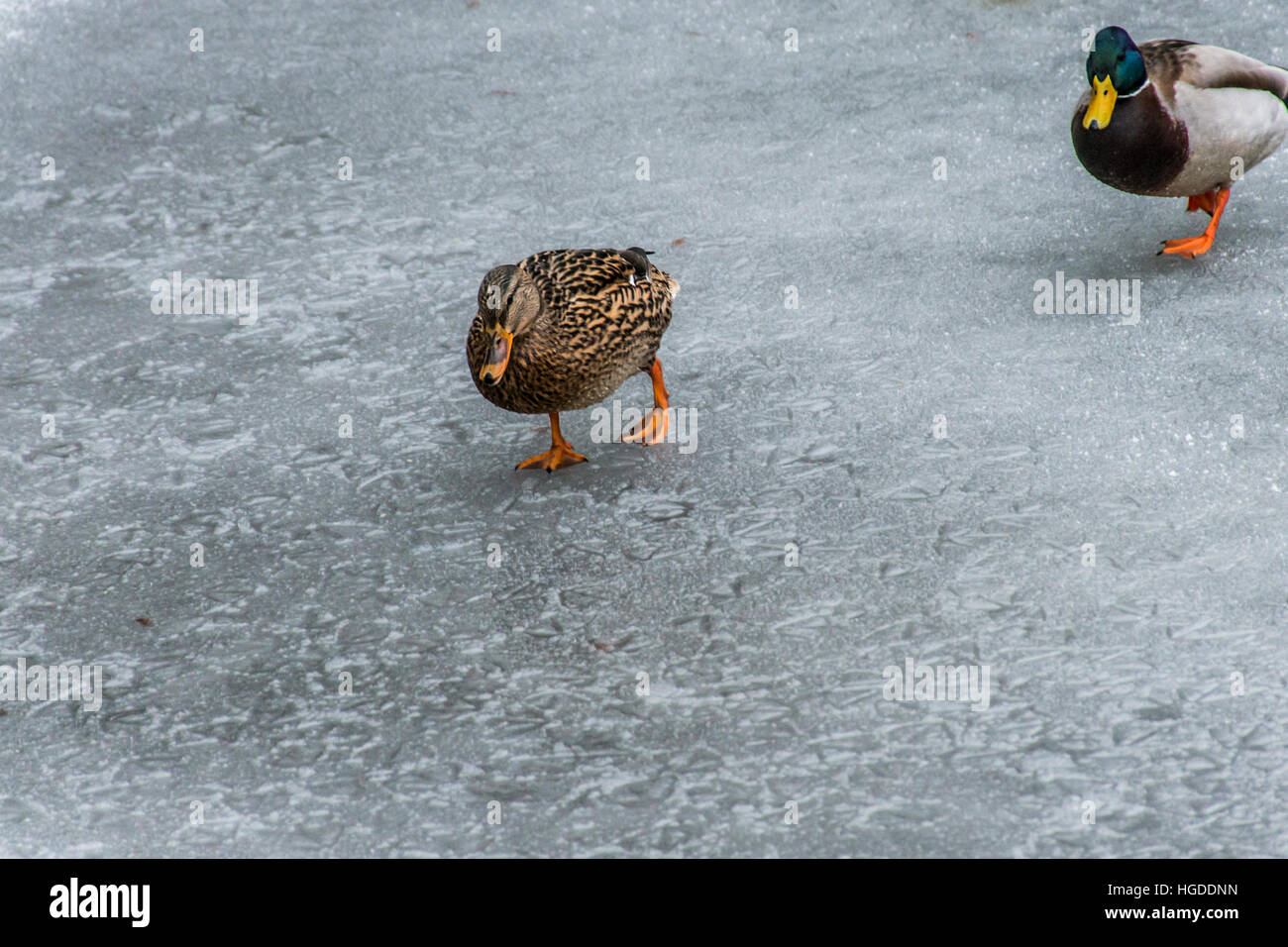 Tiere schnee spuren ente -Fotos und -Bildmaterial in hoher Auflösung ...
