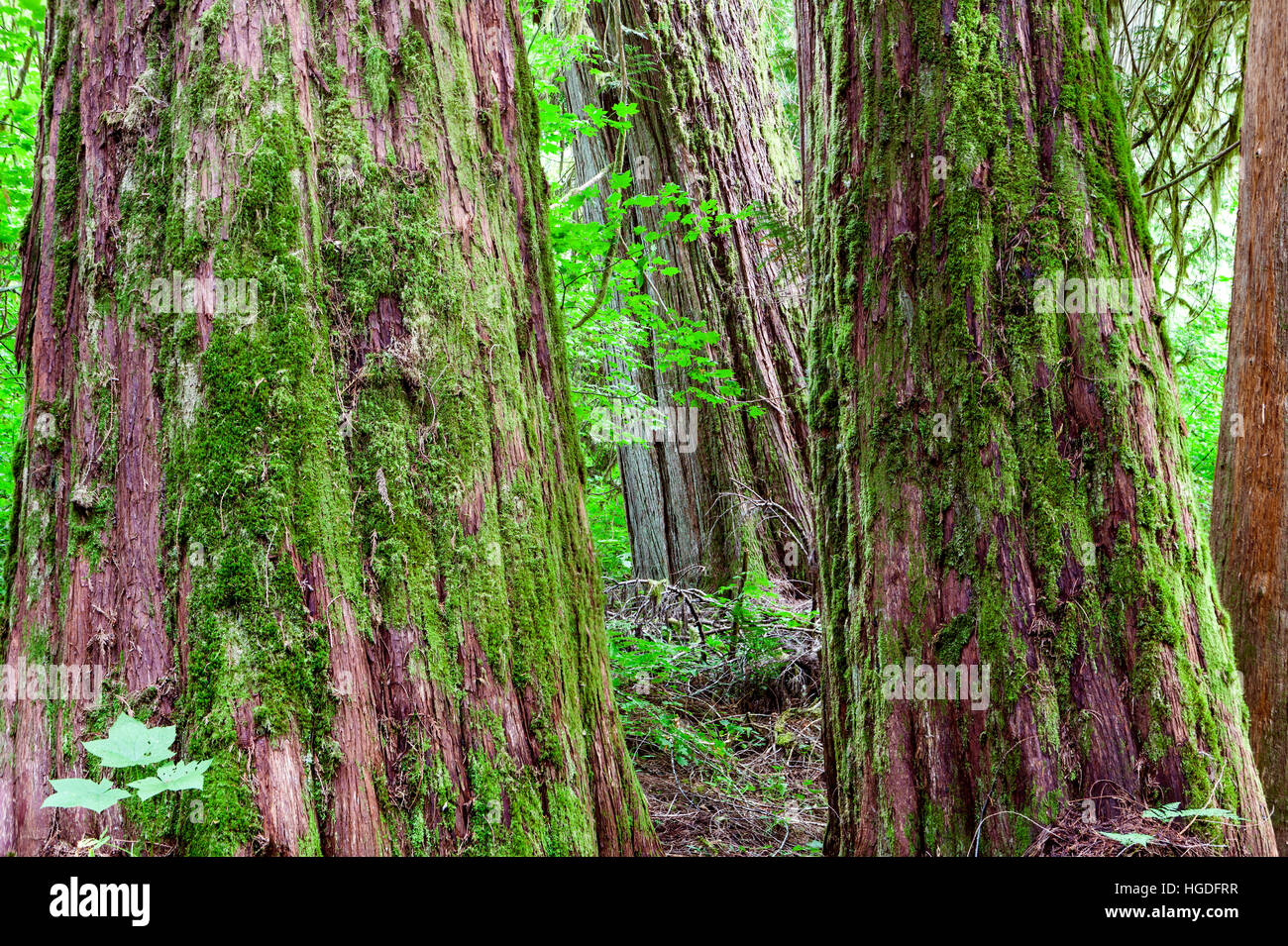 Western red cedar -Fotos und -Bildmaterial in hoher Auflösung – Alamy