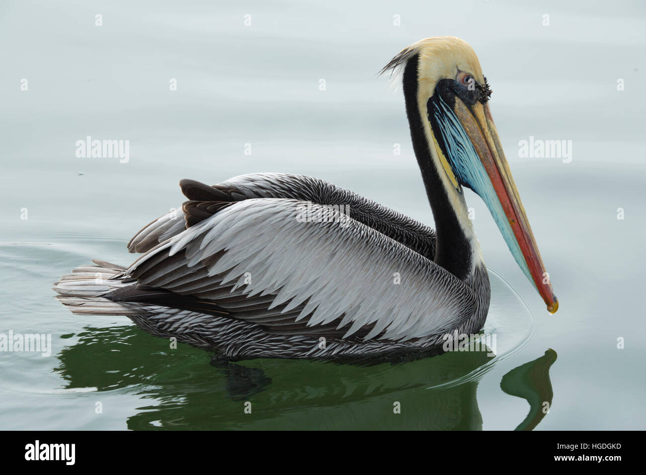 Der pelikan -Fotos und -Bildmaterial in hoher Auflösung – Alamy