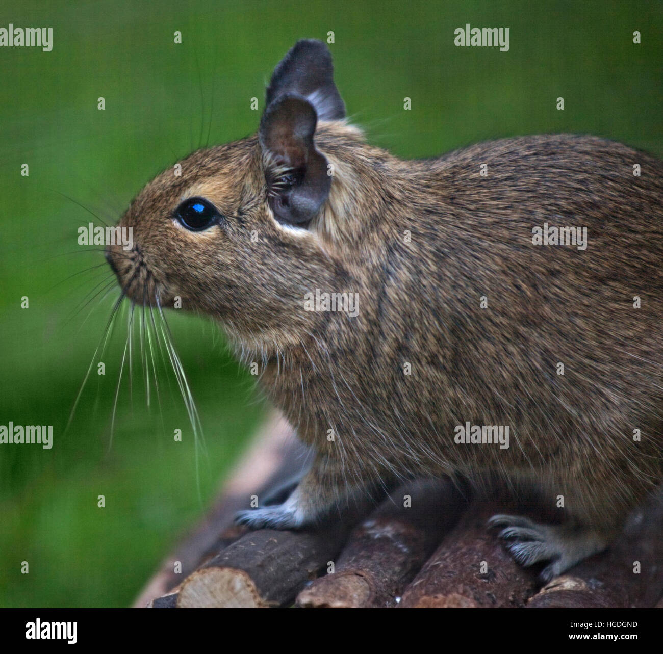 Junge degu -Fotos und -Bildmaterial in hoher Auflösung – Alamy