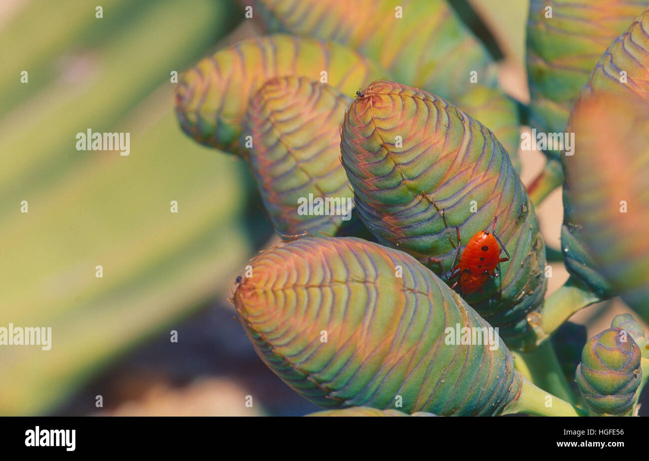Welwitschia mirabilis -Fotos und -Bildmaterial in hoher Auflösung – Alamy