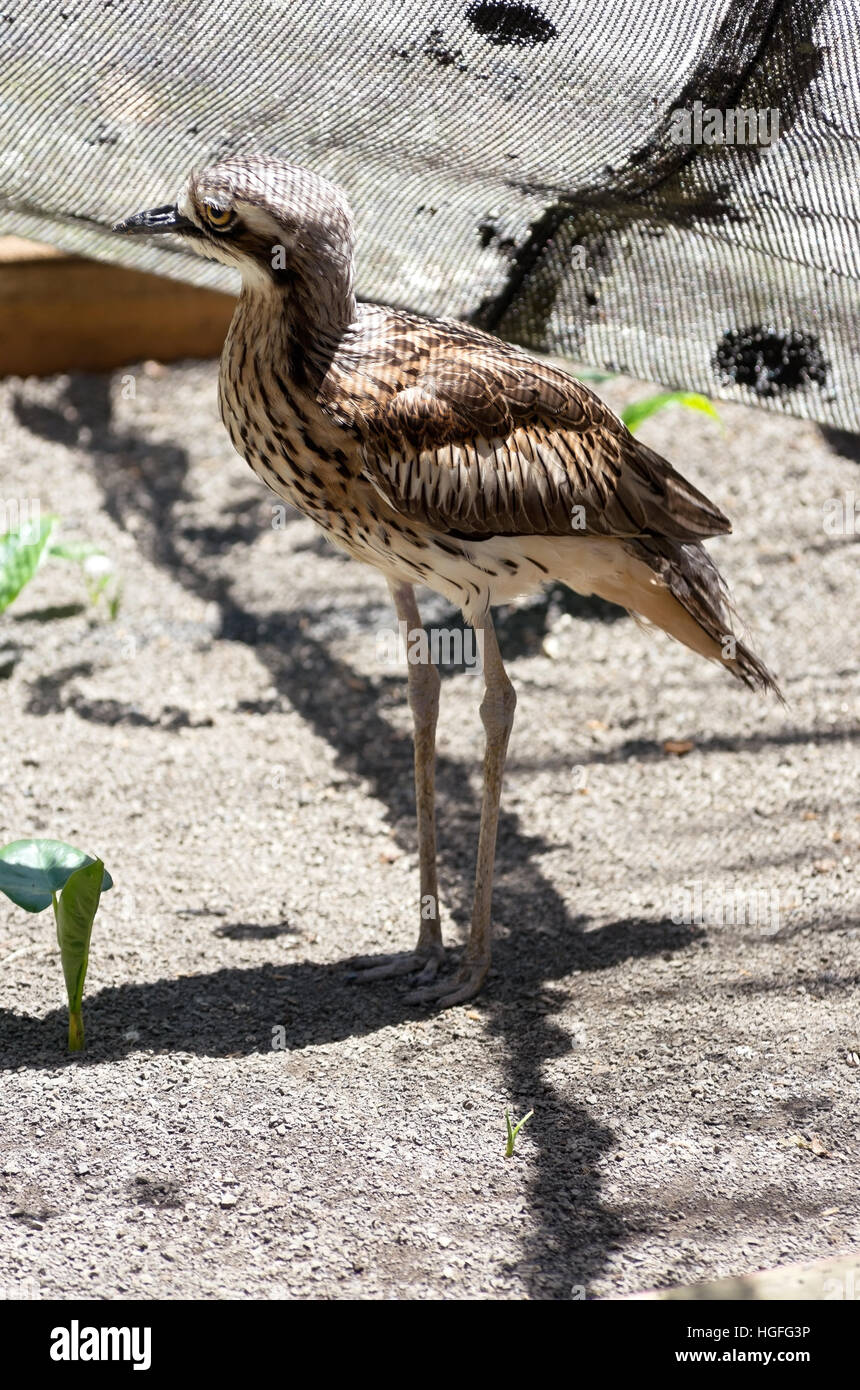 voller Länge Profil von Bush Triel Vogel oder Burhinus grallarias ...
