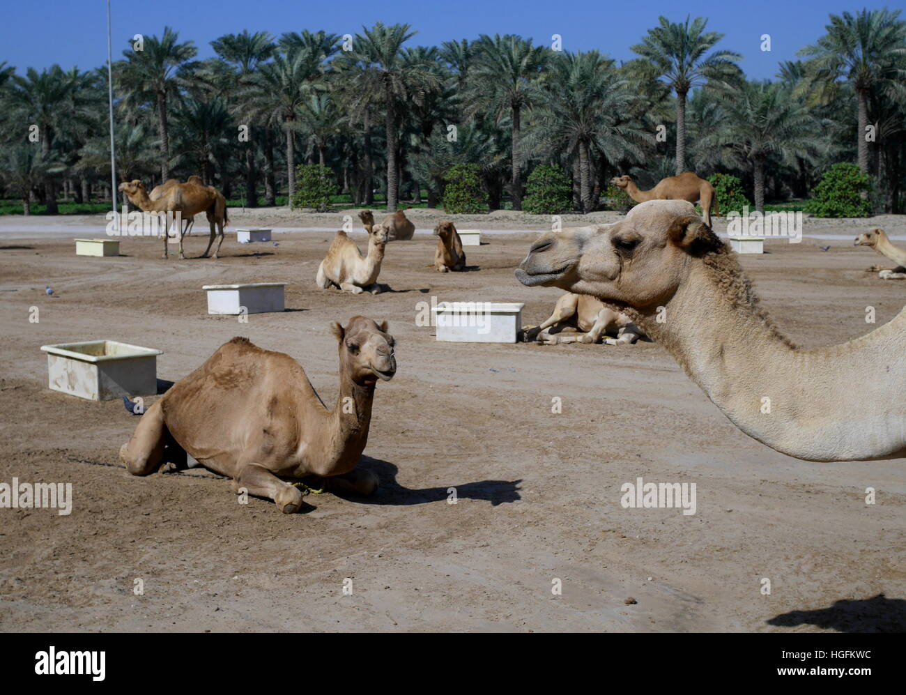 Kamele auf der Kamelfarm in Janabiya, Königreich von Bahrain ...