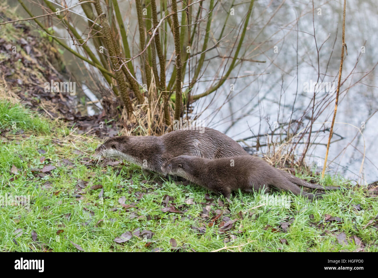 Lutra jungtier mutter -Fotos und -Bildmaterial in hoher Auflösung – Alamy