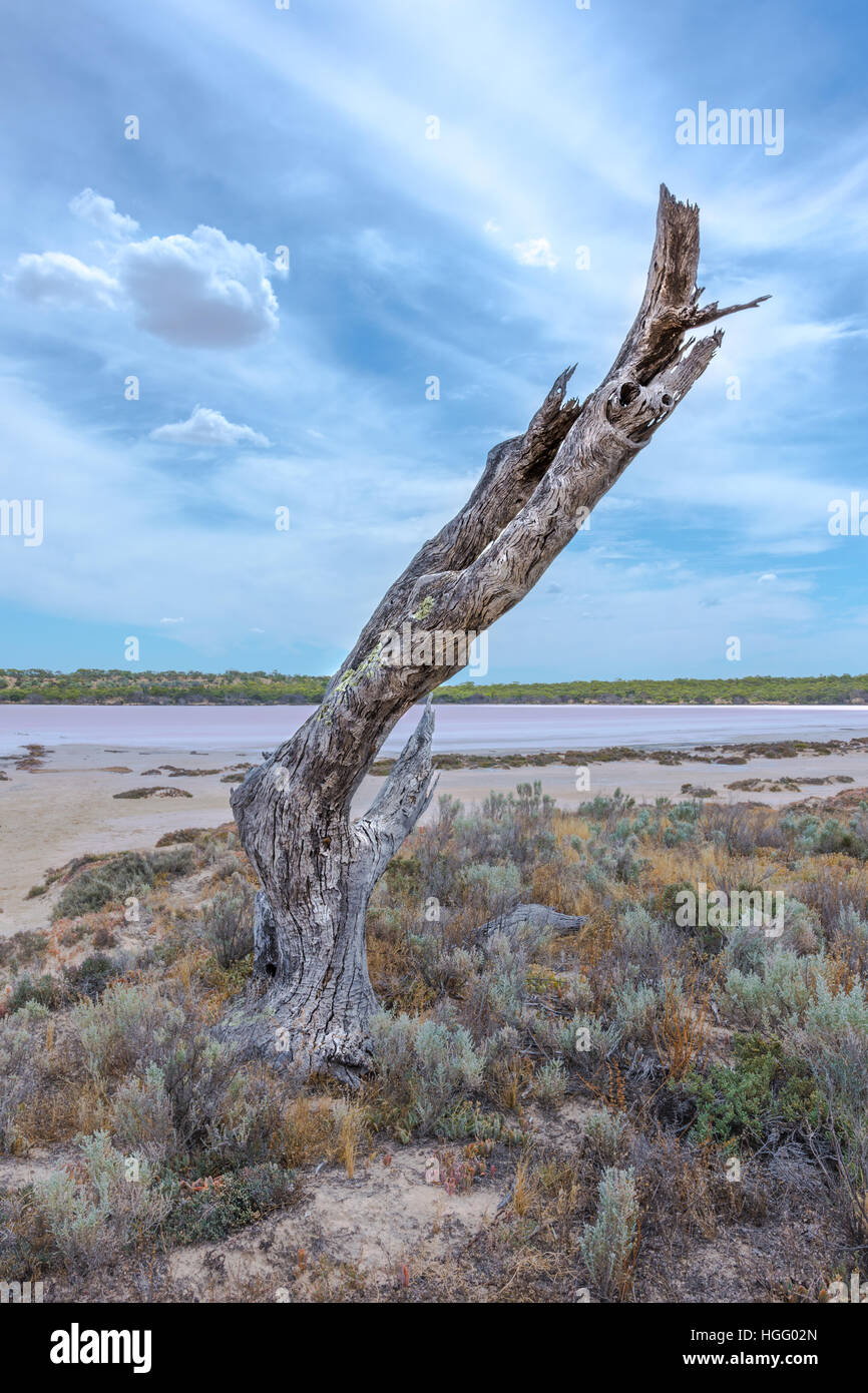 Toter baum mit wolken -Fotos und -Bildmaterial in hoher Auflösung – Alamy