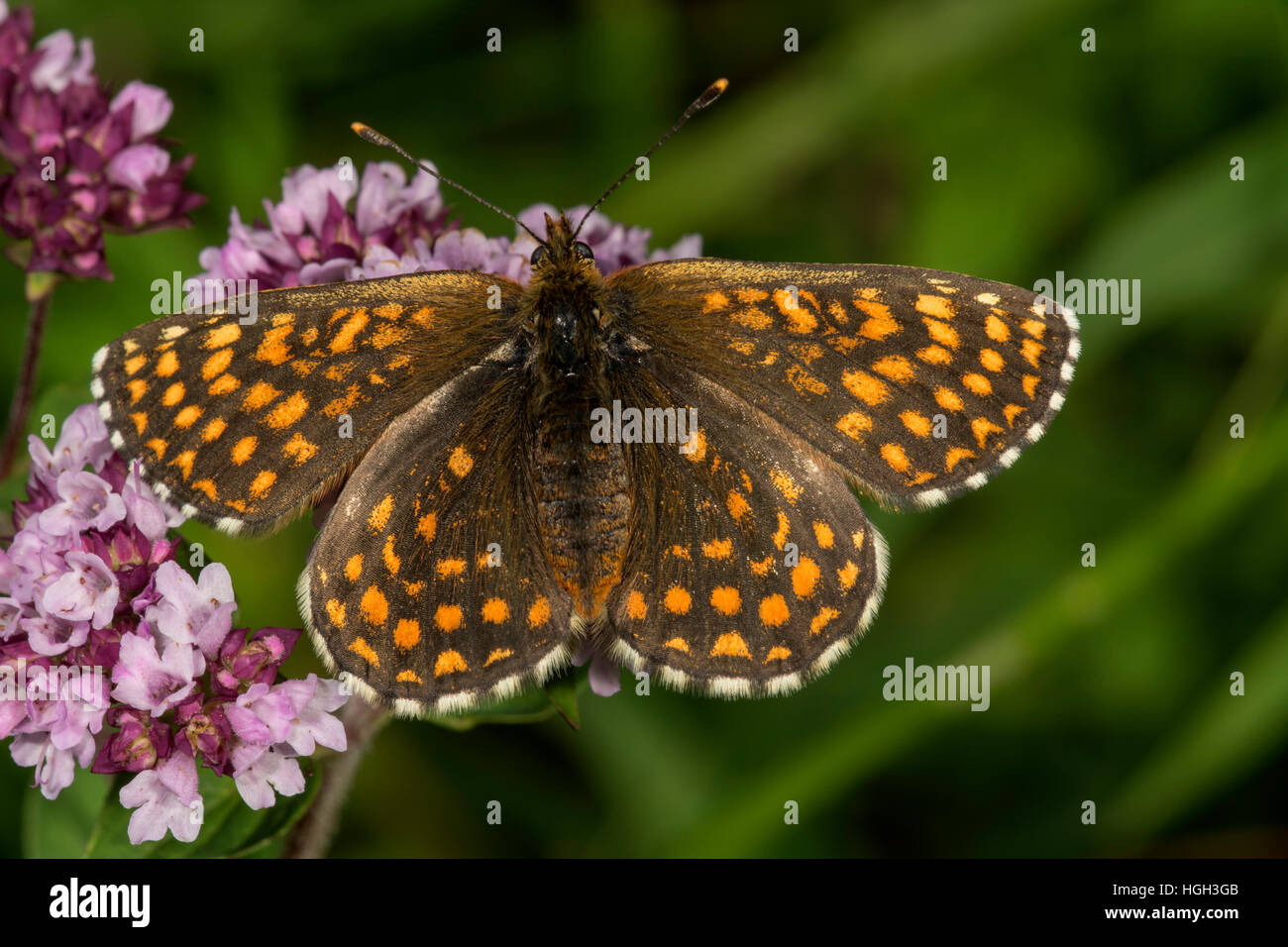 Wild Thyme Thymus Serpyllum Stockfotos und -bilder Kaufen - Alamy