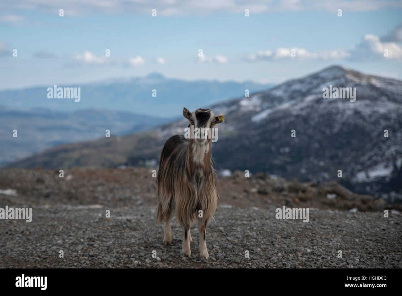 Ziege am berg -Fotos und -Bildmaterial in hoher Auflösung – Alamy