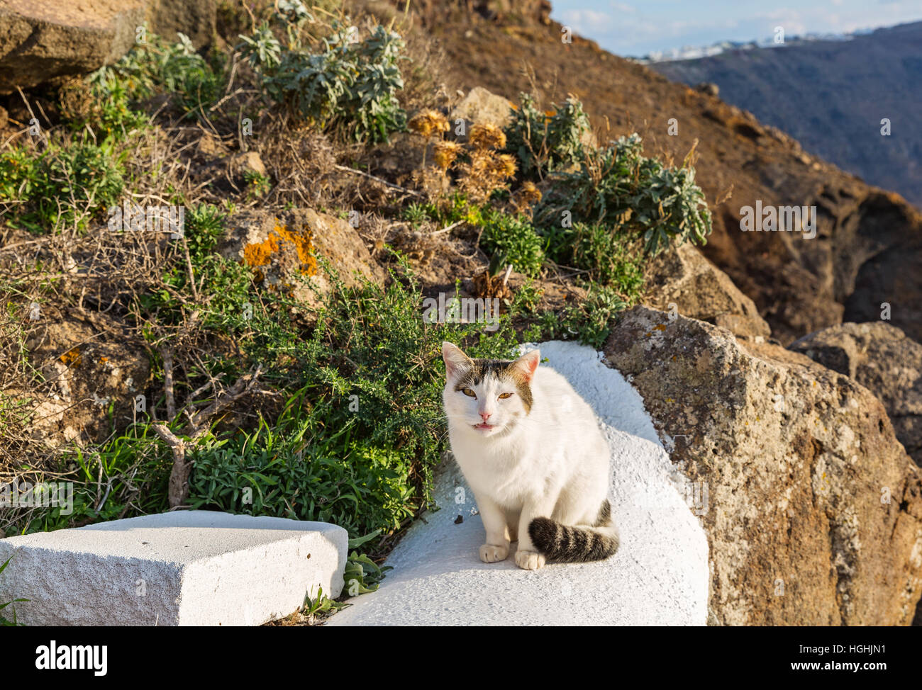 Griechische katze am strand -Fotos und -Bildmaterial in hoher Auflösung ...