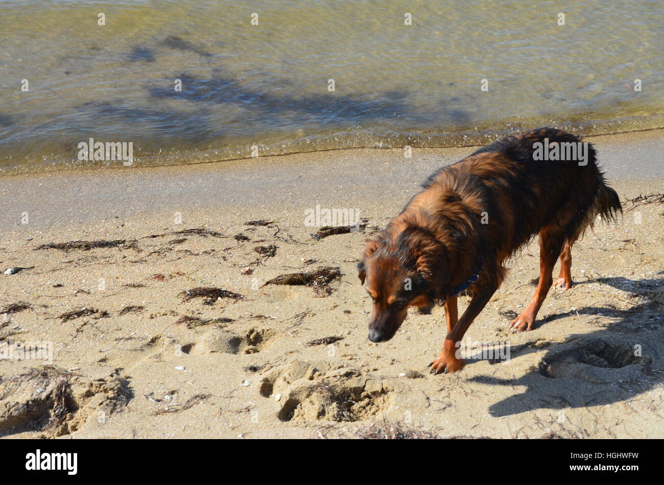 Hund am strand -Fotos und -Bildmaterial in hoher Auflösung – Alamy