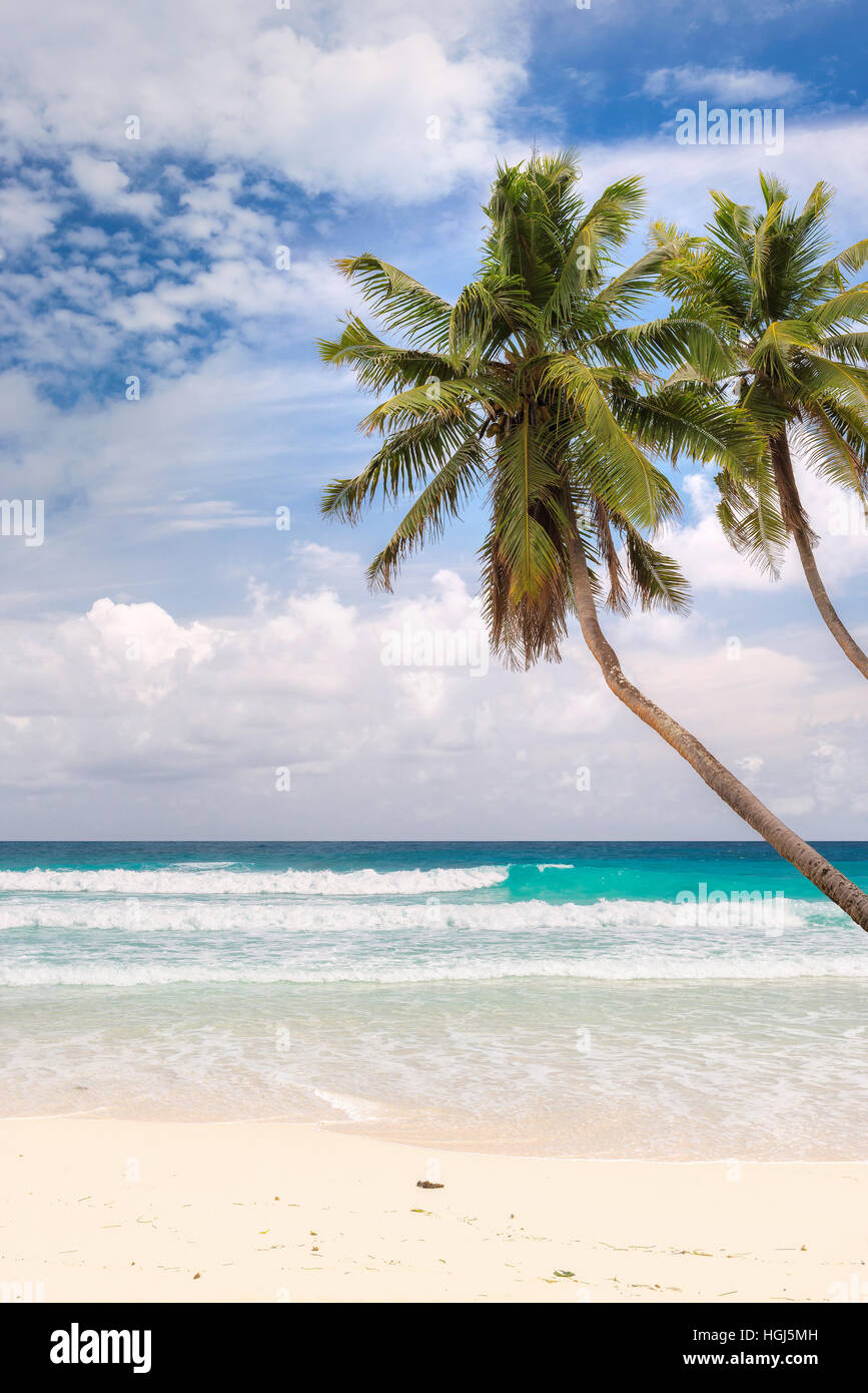 Palmen strand himmel strand -Fotos und -Bildmaterial in hoher Auflösung ...