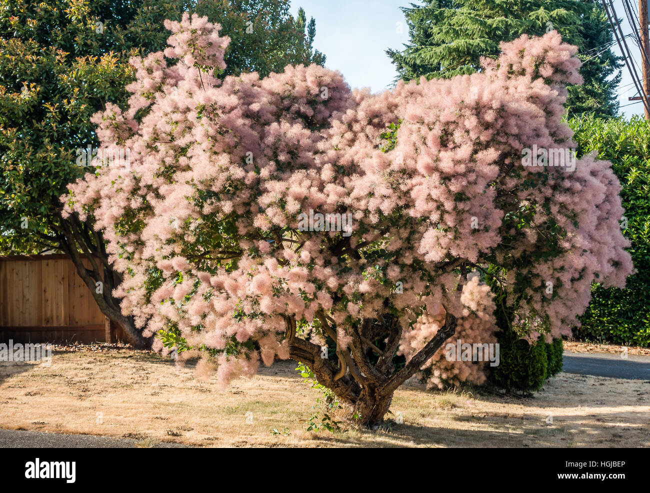Smoke tree -Fotos und -Bildmaterial in hoher Auflösung – Alamy
