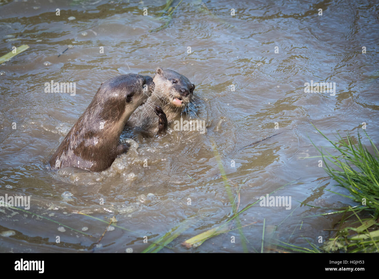 River otter babies -Fotos und -Bildmaterial in hoher Auflösung – Alamy