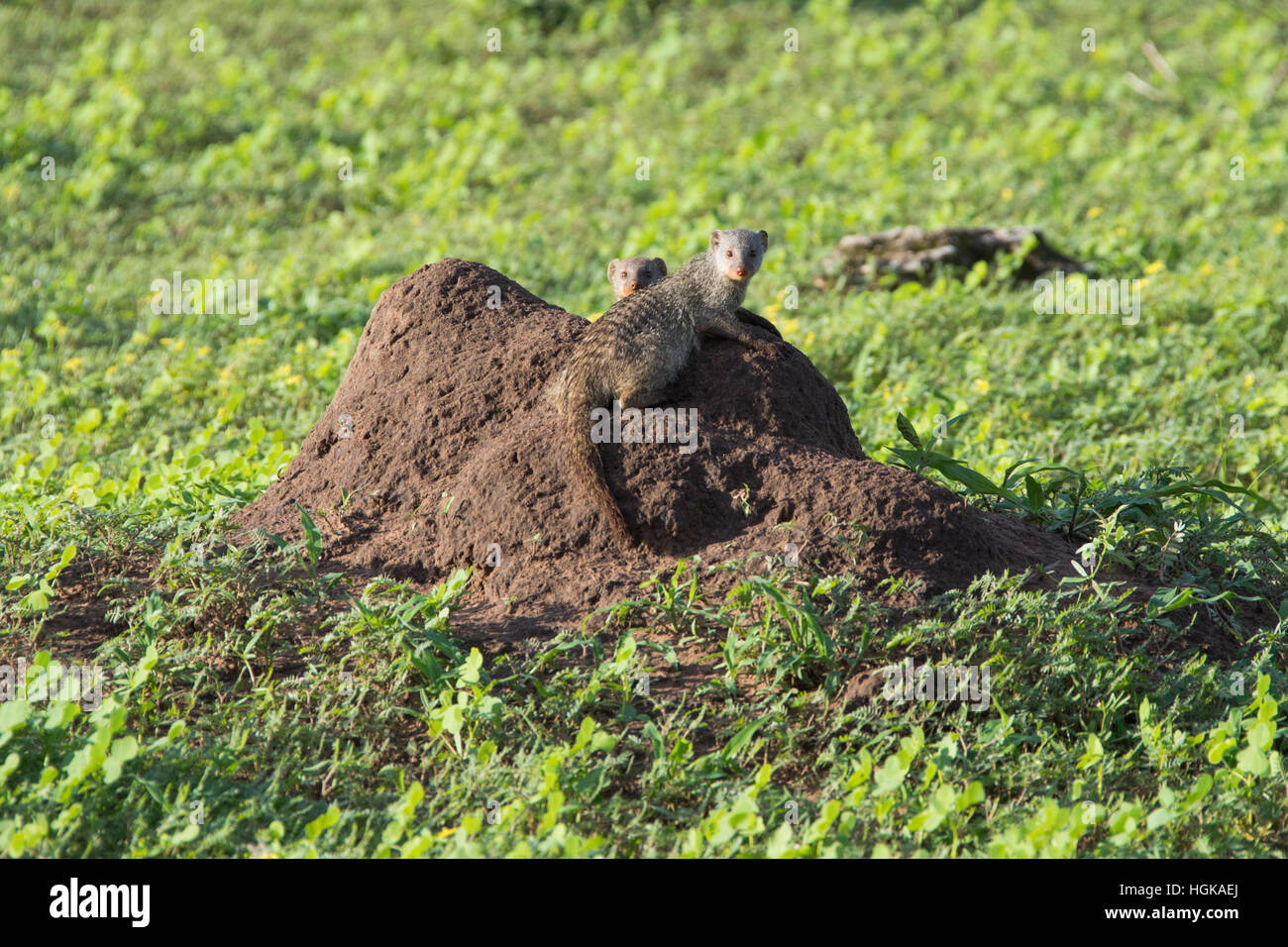 Afrikanische wiesel -Fotos und -Bildmaterial in hoher Auflösung – Alamy