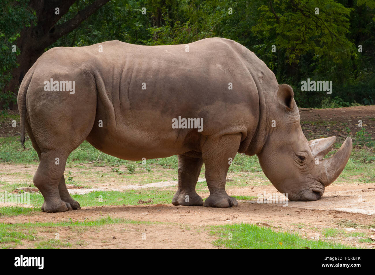 Nashorn sumatrensis -Fotos und -Bildmaterial in hoher Auflösung – Alamy