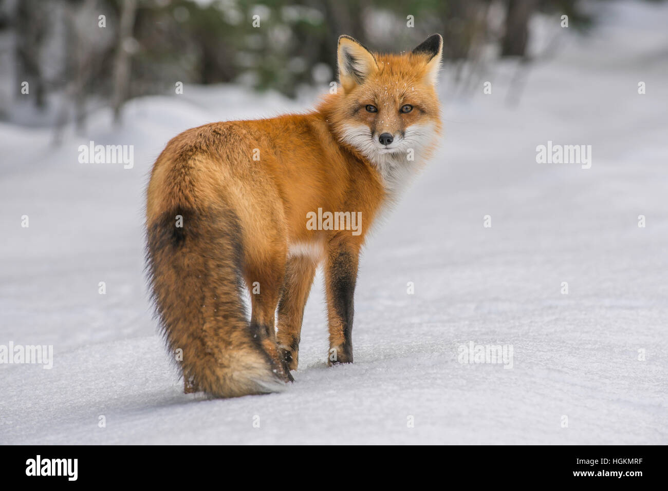 Rotfuchs im wintersaisonfoto -Fotos und -Bildmaterial in hoher ...