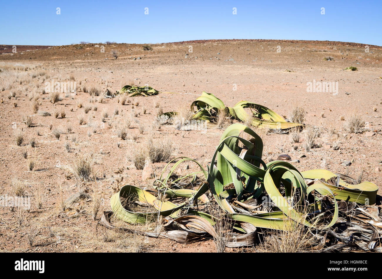Welwitschia Mirabilis, Damaraland, Namibia Stockfotografie - Alamy