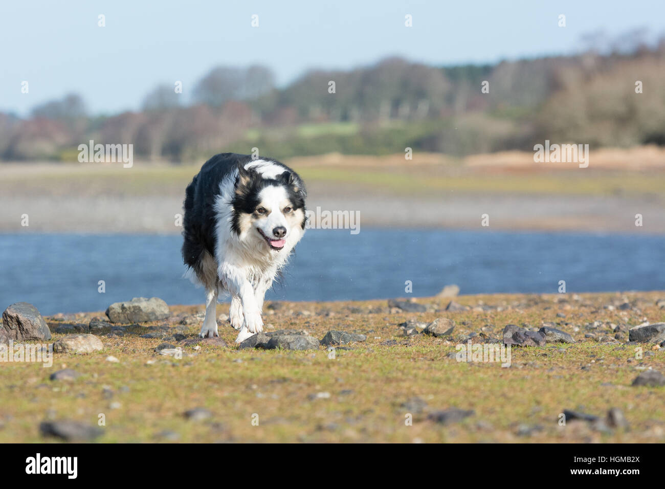 Wicklow collie -Fotos und -Bildmaterial in hoher Auflösung – Alamy