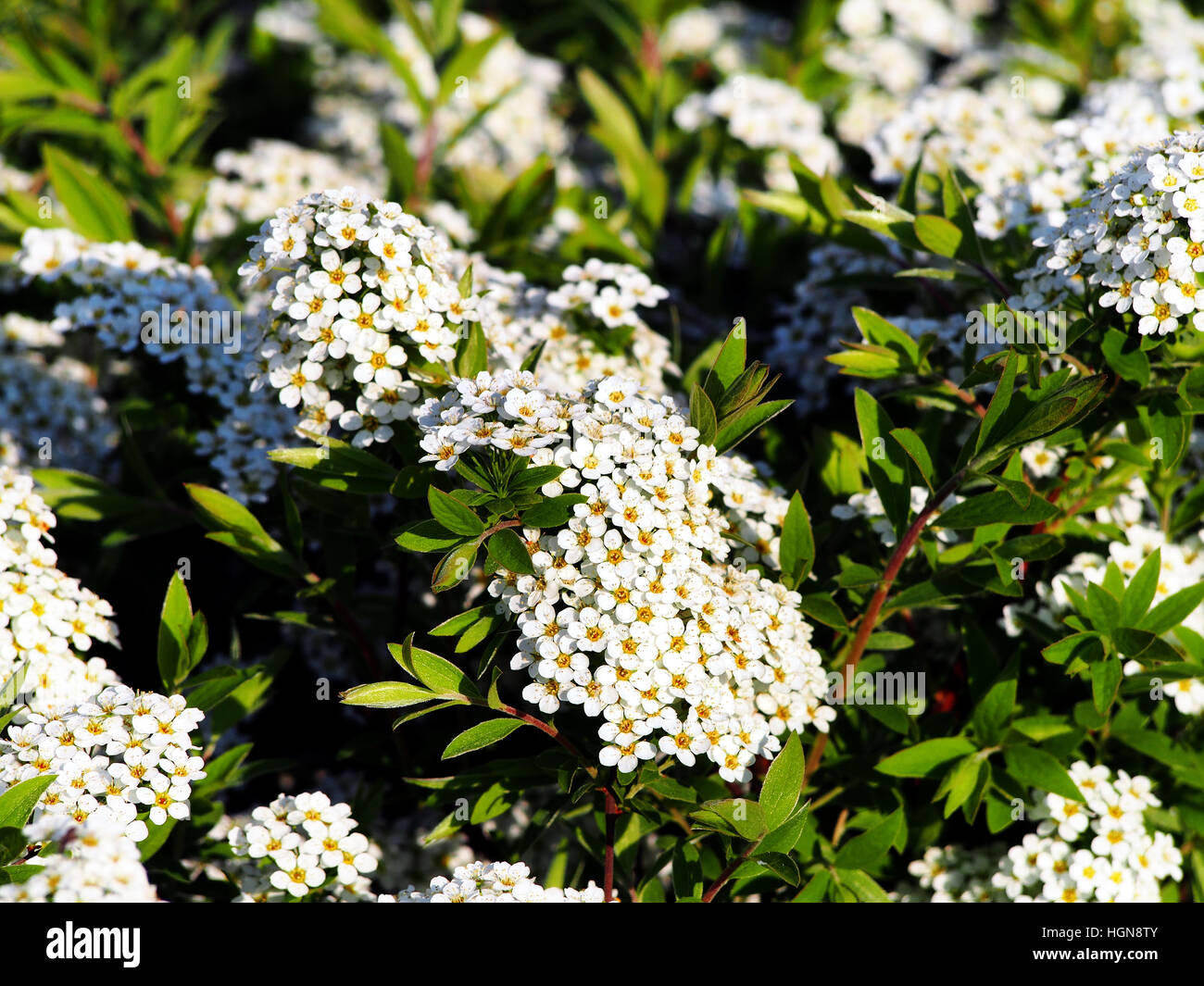 Spiraea cinerea spiraea cinerea grefsheim -Fotos und -Bildmaterial in ...