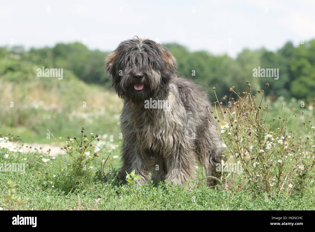 Katalanische schaferhund -Fotos und -Bildmaterial in hoher Auflösung ...