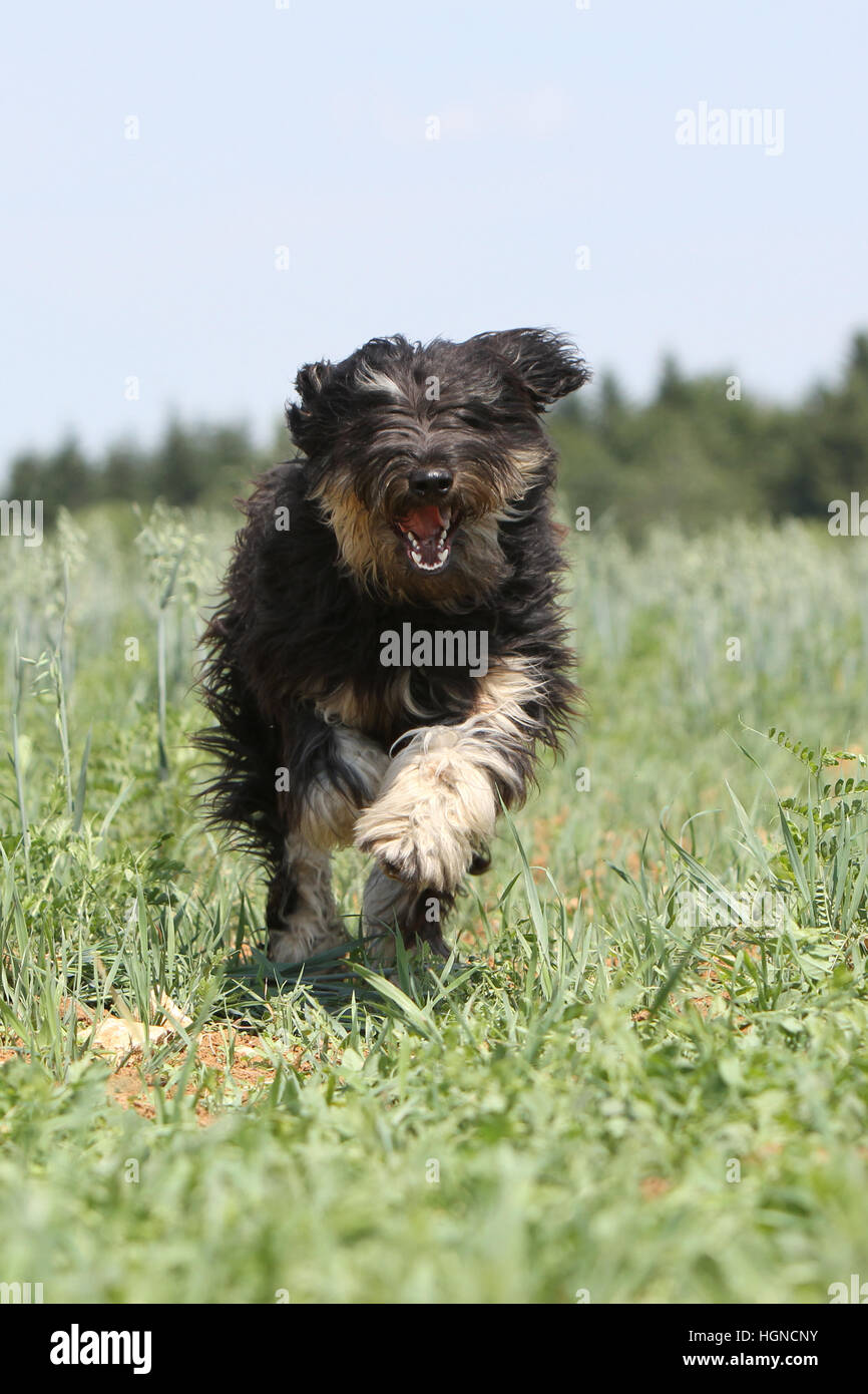 Katalanische schaferhund -Fotos und -Bildmaterial in hoher Auflösung ...