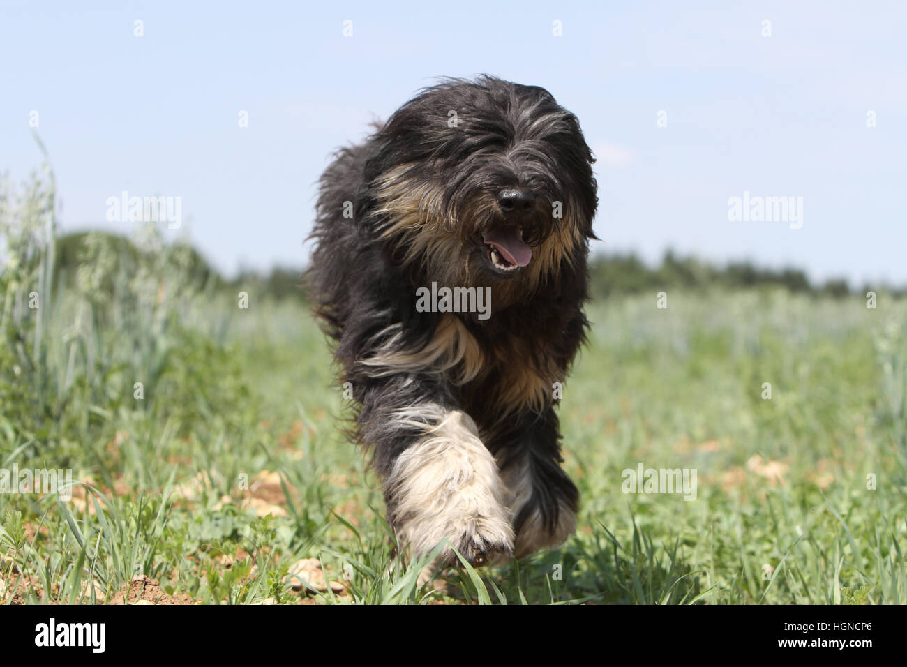 Katalanische schaferhund -Fotos und -Bildmaterial in hoher Auflösung ...
