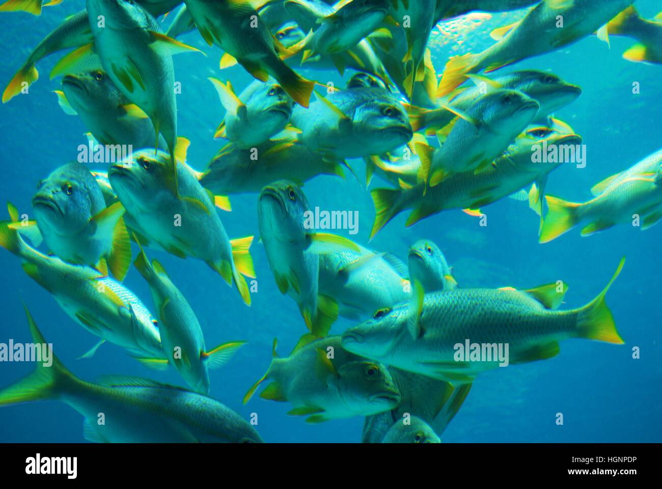 Flosse von fisch -Fotos und -Bildmaterial in hoher Auflösung – Alamy